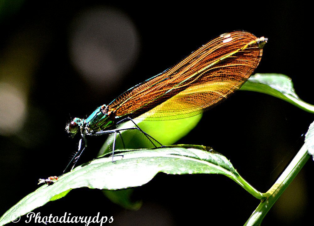 PhotoDiary: More insects from May and June Part 3