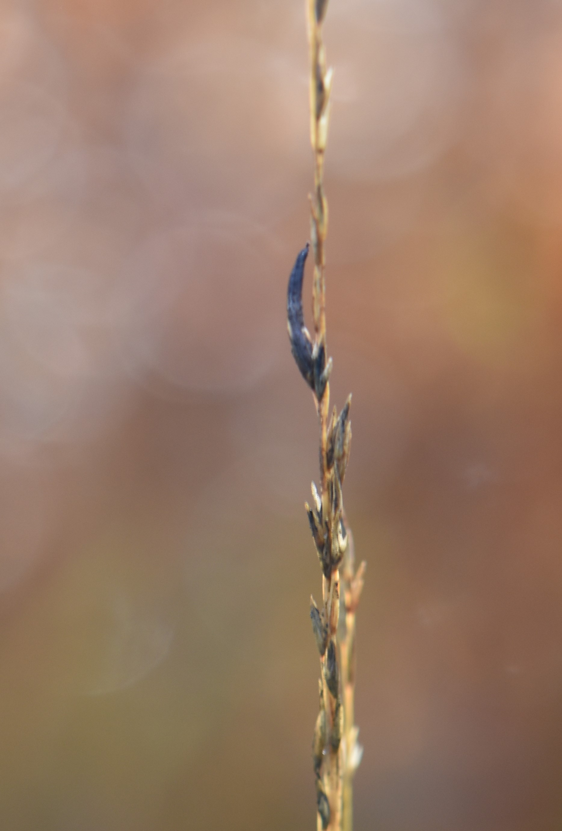 Lymington & District Naturalists' Society: Ergot of Rye