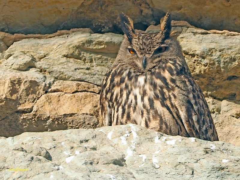 MIS AMIGAS LAS AVES: Búho real (Bubo bubo)