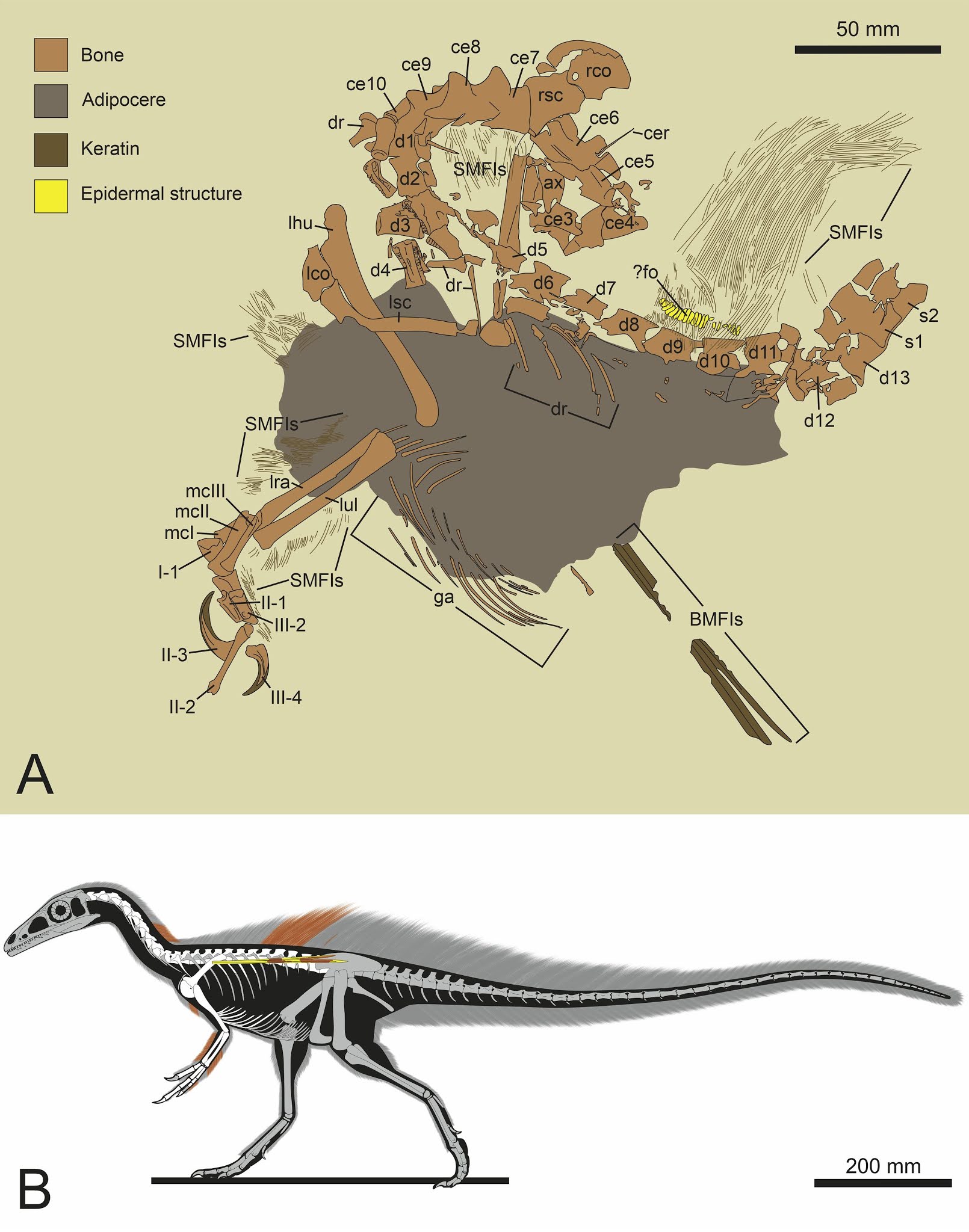Species New to Science: [Paleontology • 2020] Ubirajara jubatus • A ...