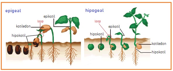 BIOLOGI GONZAGA: SOAL BIOLOGI PERTUMBUHAN DAN PERKEMBANGAN KELAS XII IPA