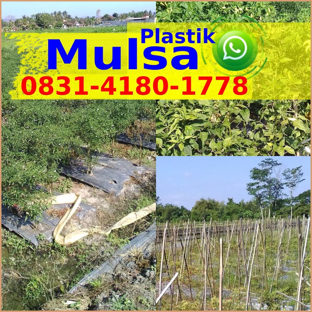 Jenis Jenis Mulsa – O8ЗI-ㄐI8O-Iᜪᜪ8 [wa] Jual Mulsa Plastik Murah
