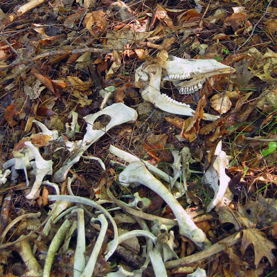 Sci/Why: A Tribute to Scavengers and Decomposers