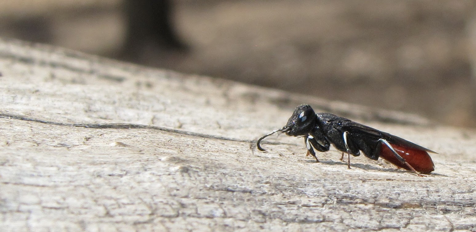 Bug Eric: "Bug Eric" on Social Media