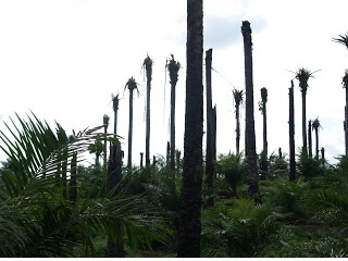 Setora nitens: Pembukaan Lahan Pada Areal Peremajaan Kebun/Replanting ...