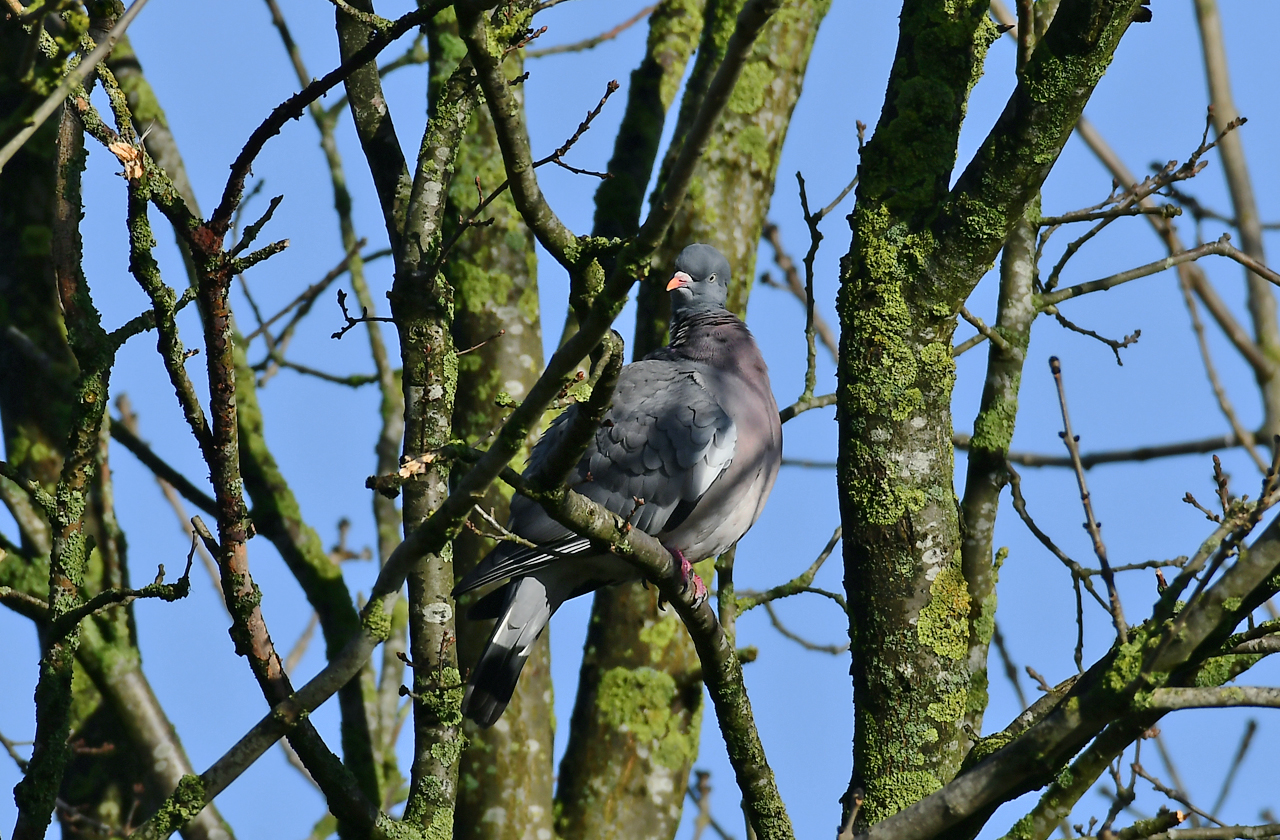 Jozef van der Heijden - Natuurfotografie: Houtduiven zitten te zonnen ...
