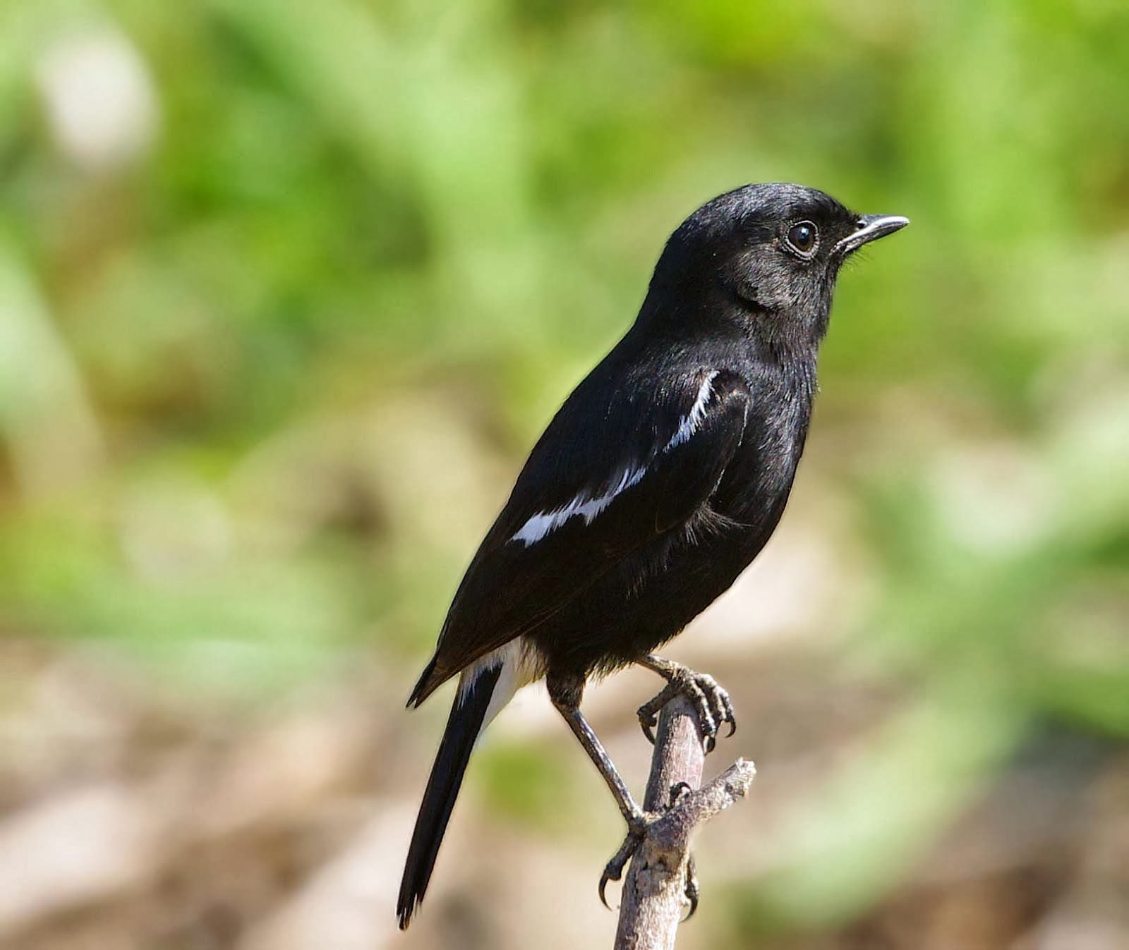 Harga Burung Decu Dewasa Terbaru 2014 - Cara Merawat Burung