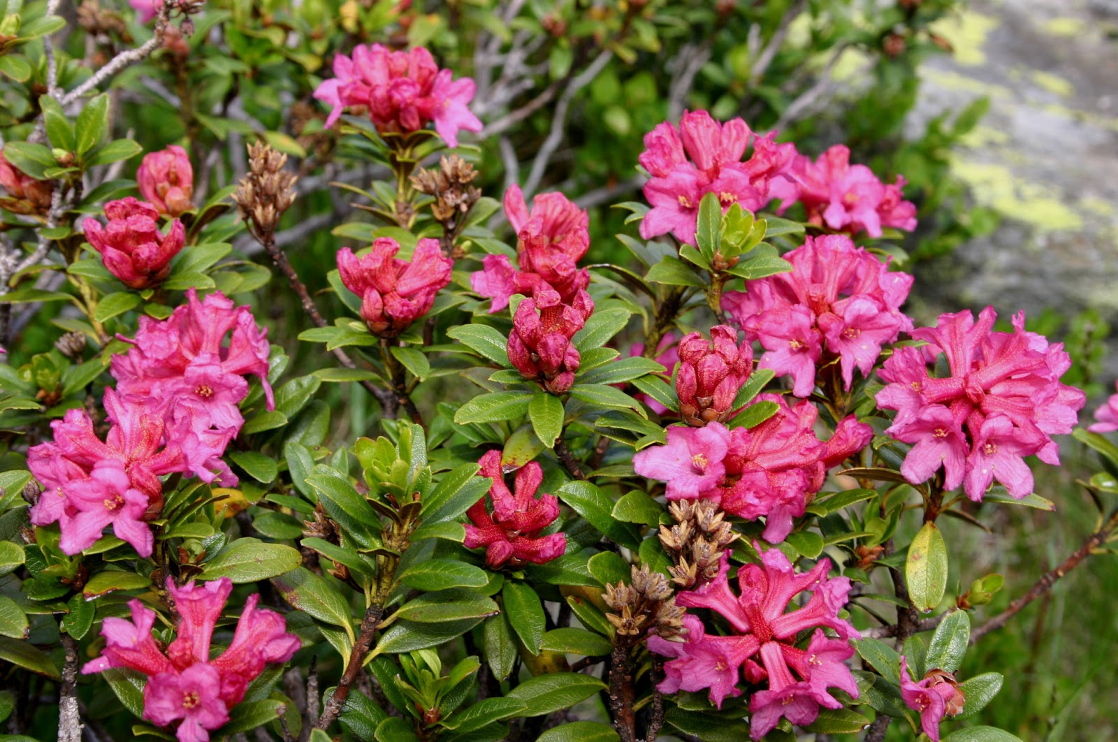 Wasserfall Blog: Die Alpenrose