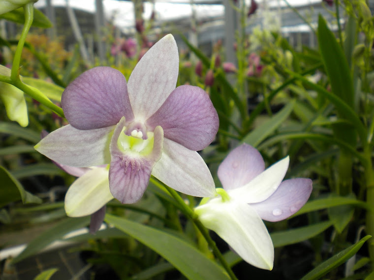 HAWAIIAN TROPICALS DIRECT - DANIEL JENSEN: 2012 Orchid Availability List