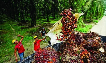 Anim Agro Technology: BAJA MPOB F3 DAN ISU PEMBAJAAN
