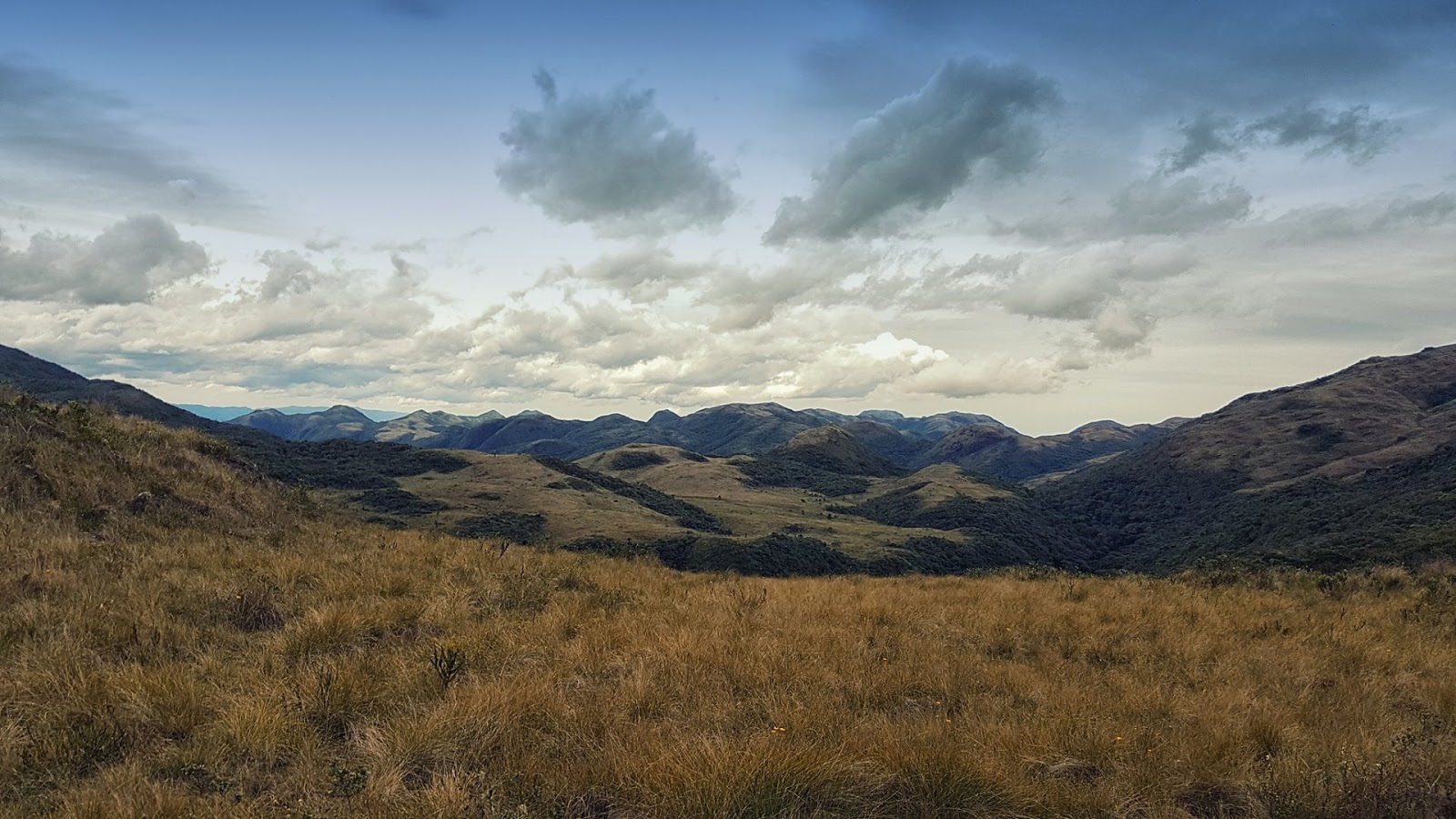 Onde as Plantas Crescem - Organossolos