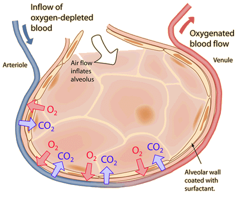 RESPIRATORY SYSTEM