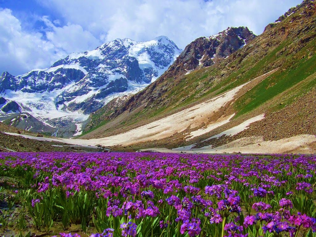 ExploreEPakistan: Wild primula flowers of Pakistan