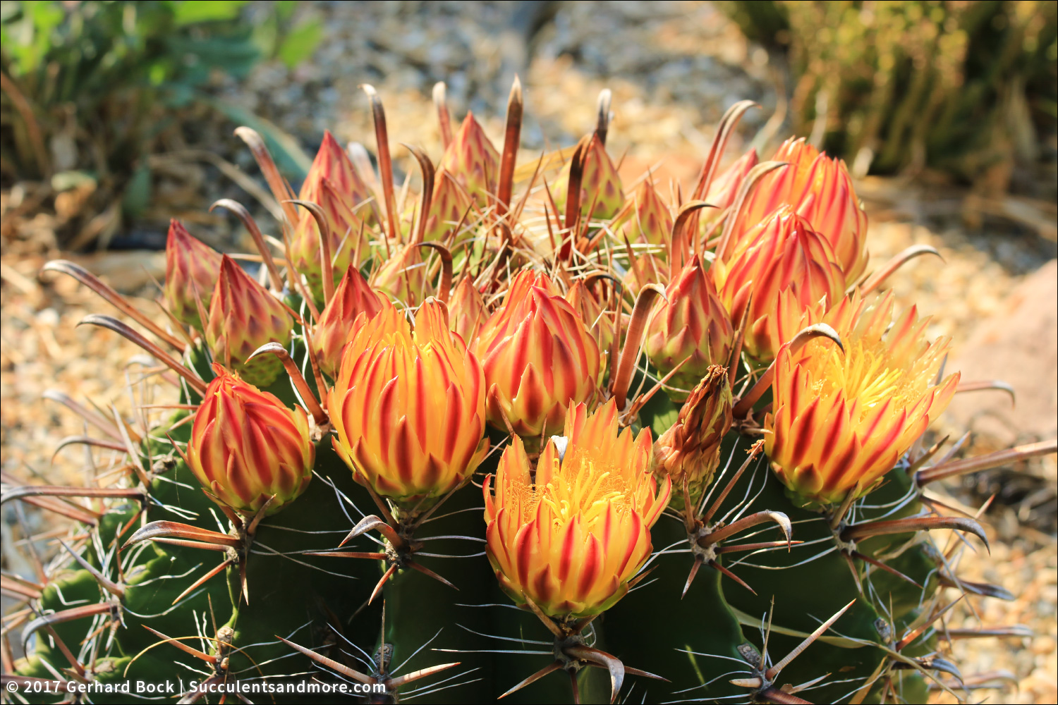 Twisted barrel cactus has more flowers than ever