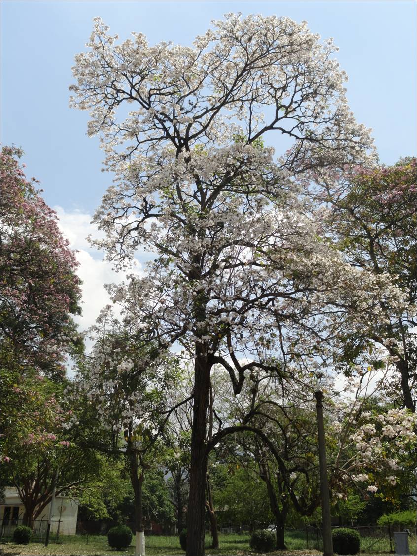 La Doctora De Las Plantas: Apamate blanco (Tabebuhia rosea): un árbol ...