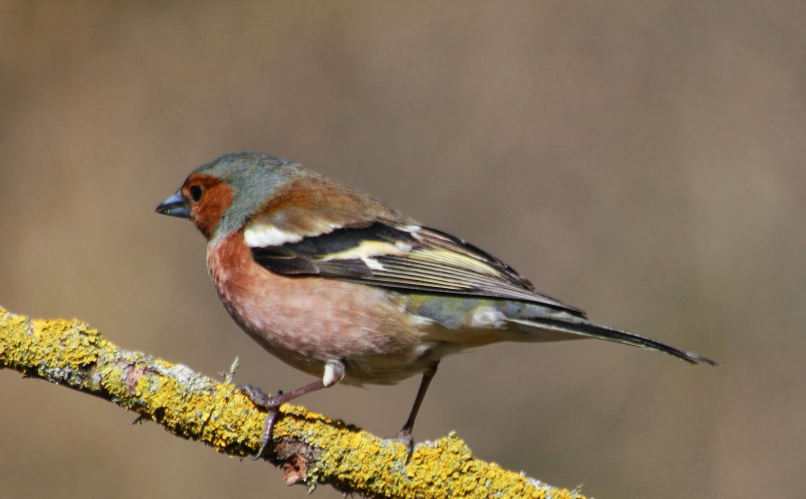 NATURAMETEO, majulada: Pinzón vulgar