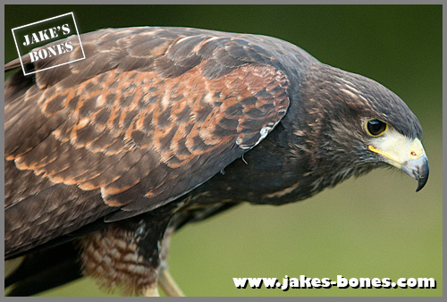Learning how to handle a Harris Hawk : Jake's Bones