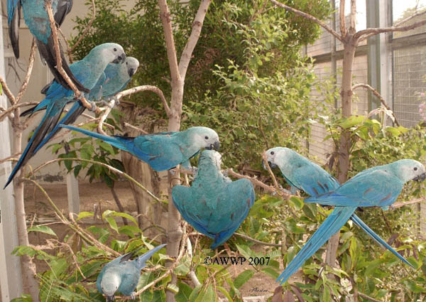 Let's Draw Endangered Species! : ): Spix's Macaw