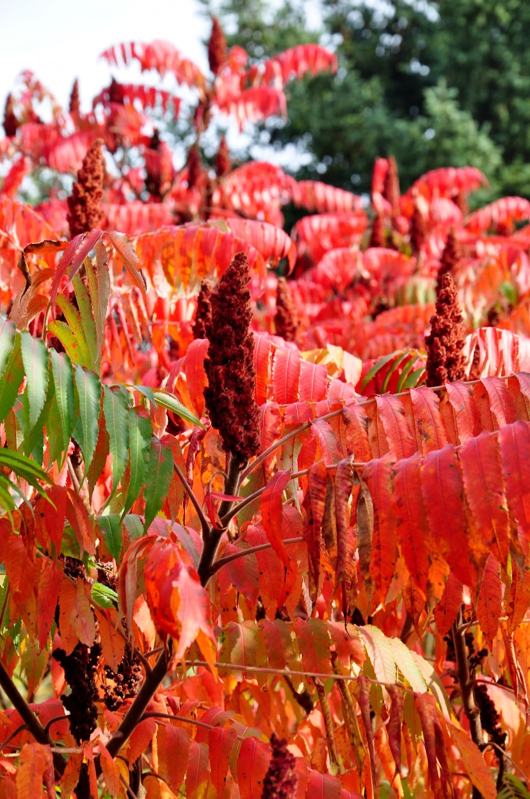 Sumak - iuż pospolity w Polszcze - ogrody Ewy