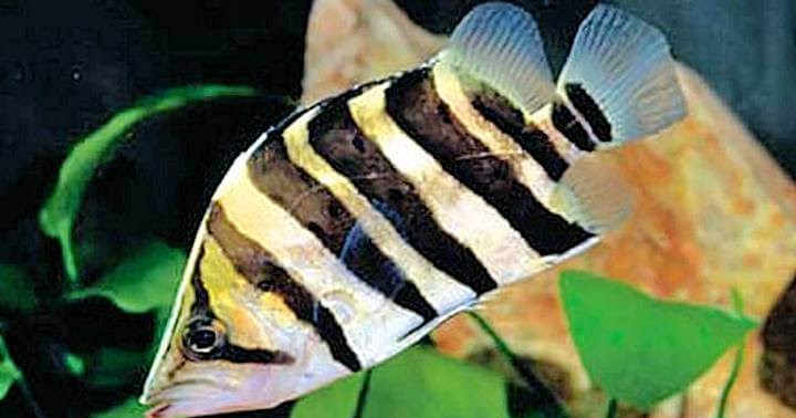 Cara Membudidayakan Ikan Predator Datz