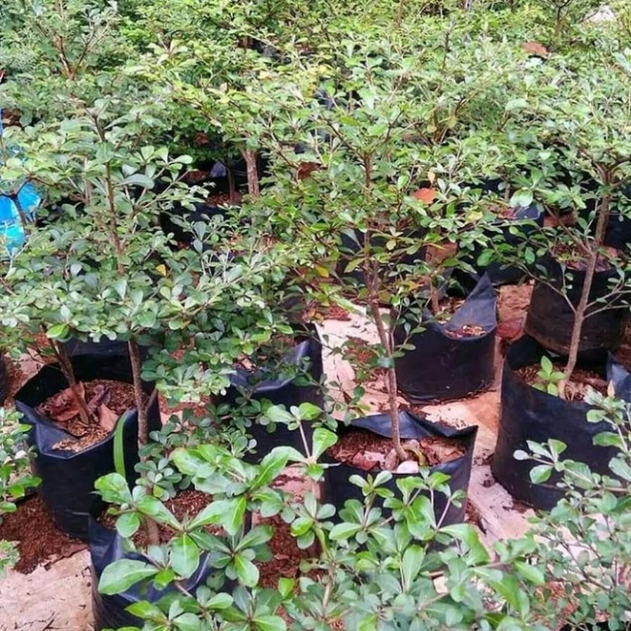 Tanaman Ketapang Kencana Tinggi 1 Meter Pelindung Dan Peneduh ...