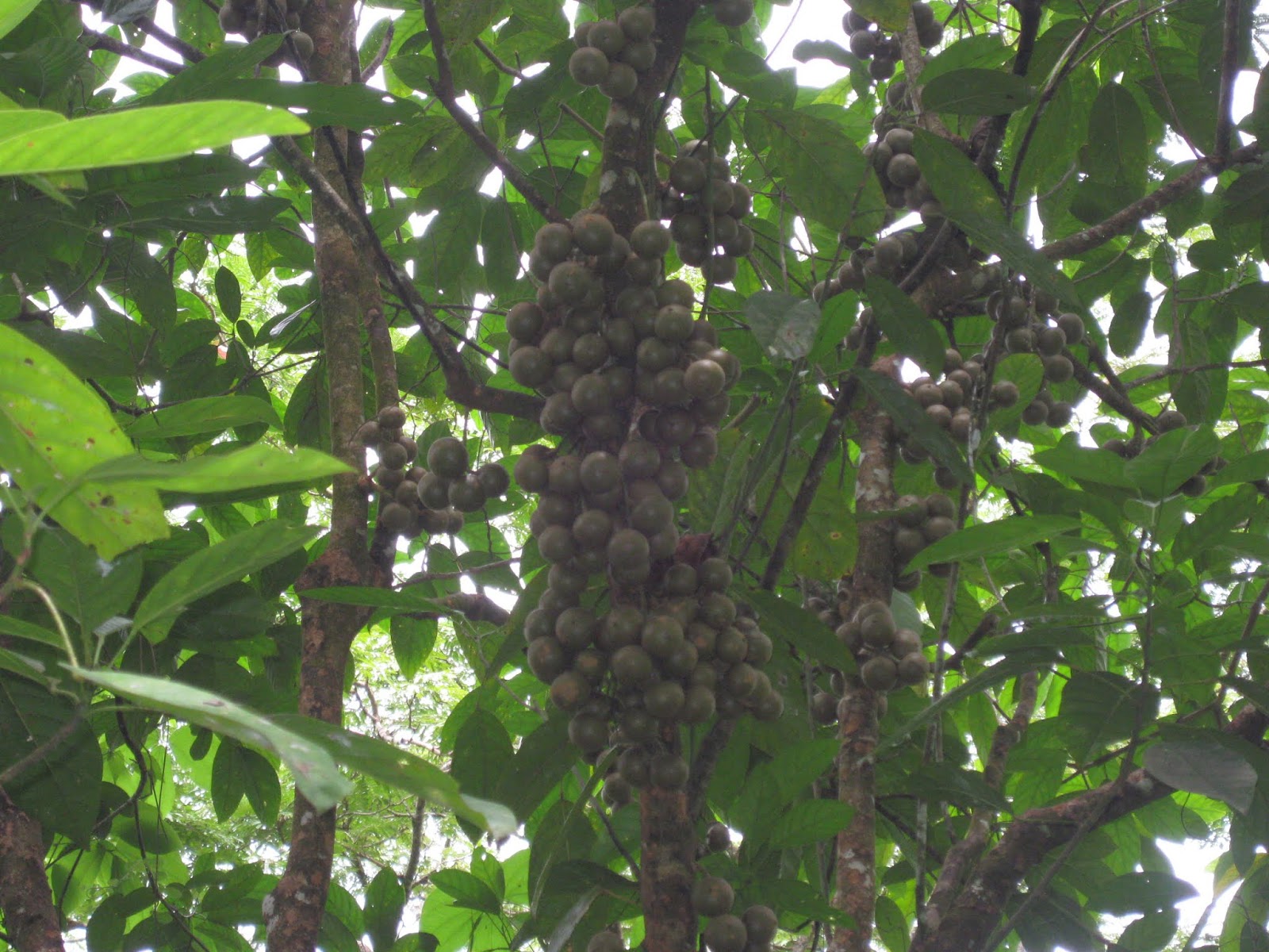 นานาเกษตร/Agricultural Variety: ลักษณะทางสันฐานวิทยาของลังแข/The ...