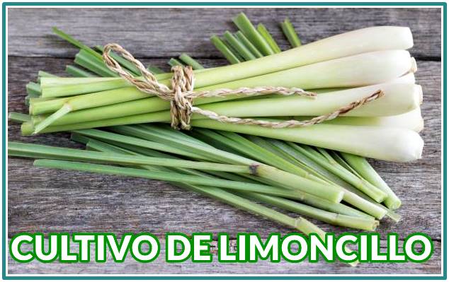 Propiedades nutricionales y beneficios del limoncillo que mejoran tu salud