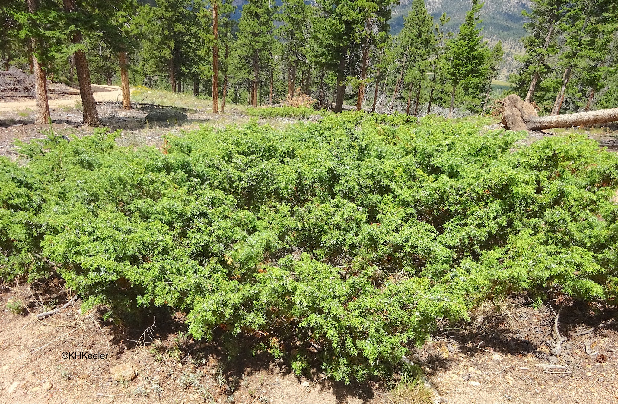 A Wandering Botanist: Prostrate Juniper, Juniperus communis var. depressa