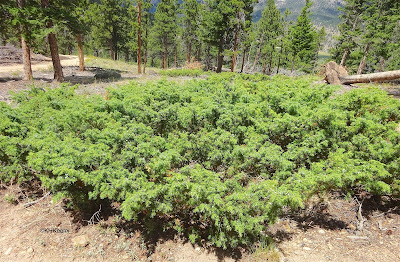 A Wandering Botanist: Prostrate Juniper, Juniperus communis var. depressa