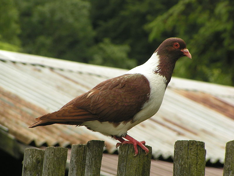 Moravian Strasser ( Moravsky Pstros ) - Pigeons fall