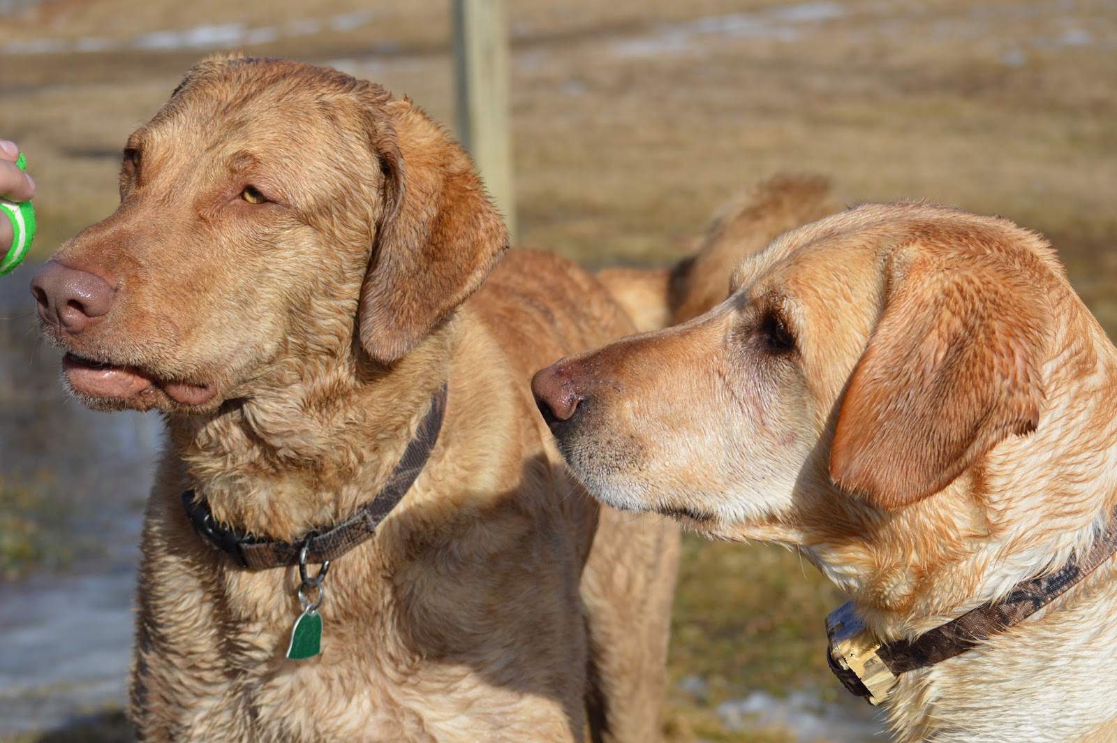 Brown Sparrow Studio: dogs~
