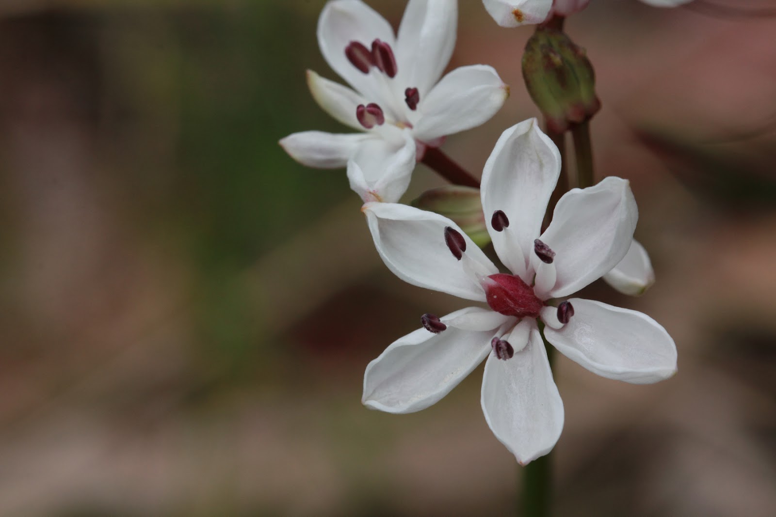 Publish or Perish: Wild Flower Watch IV