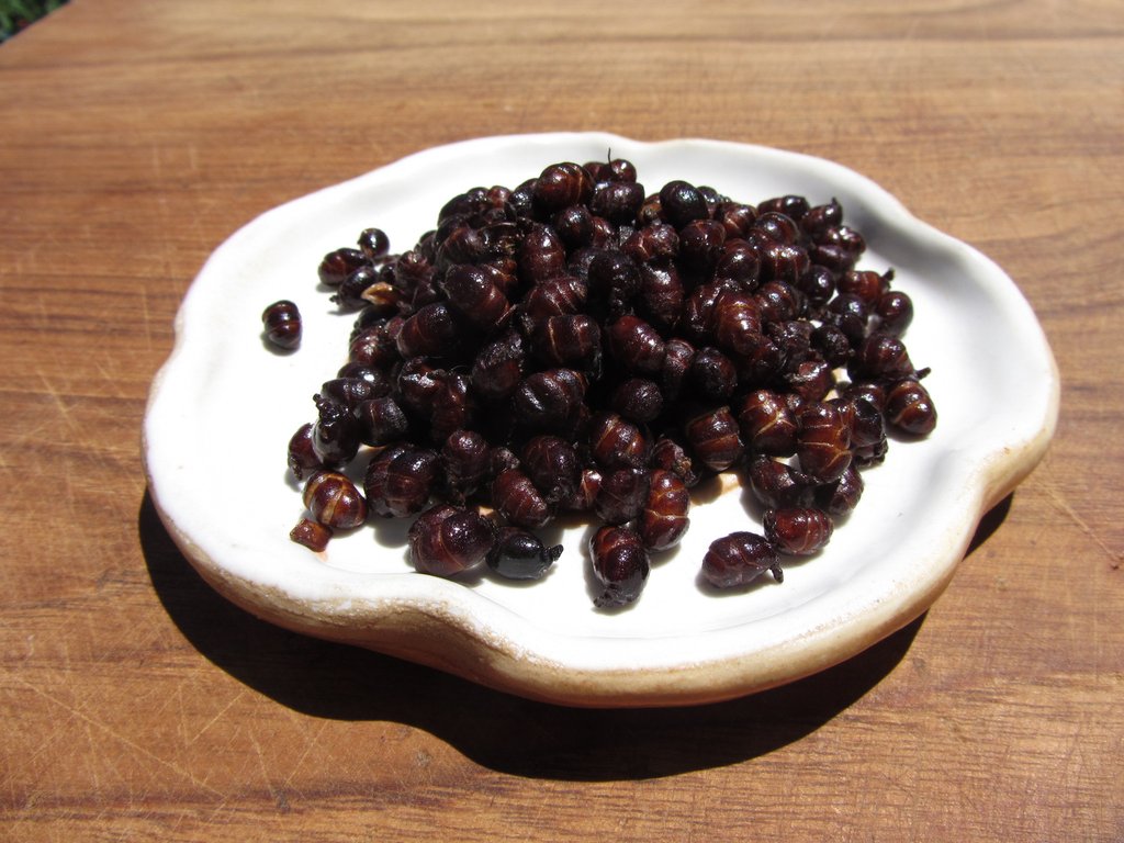 Insectos comestibles en Hidalgo | Gastronomía Hidalgo - Paseo Por Hidalgo