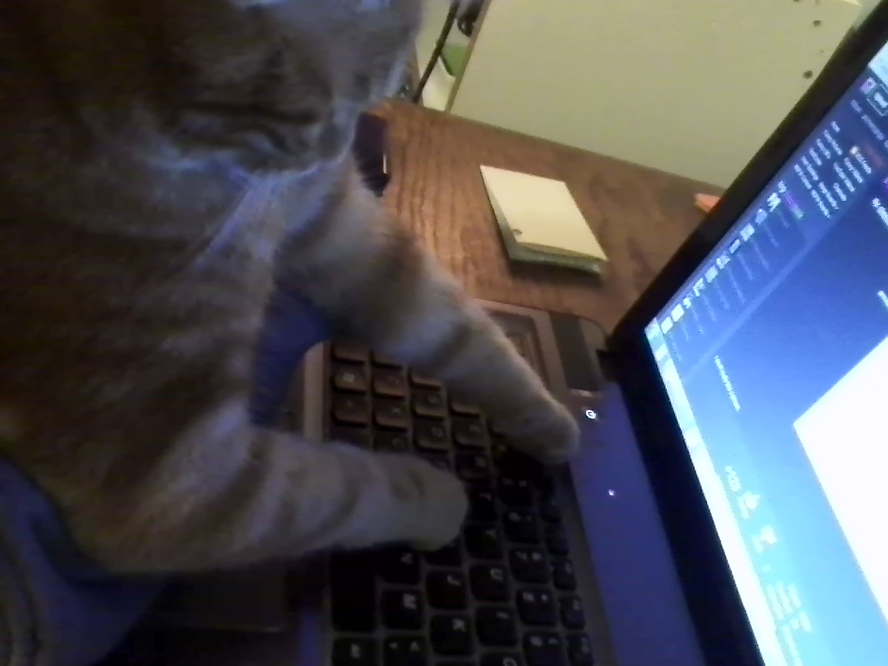 15 Cats Who Use The Internet » Mac's Opinion