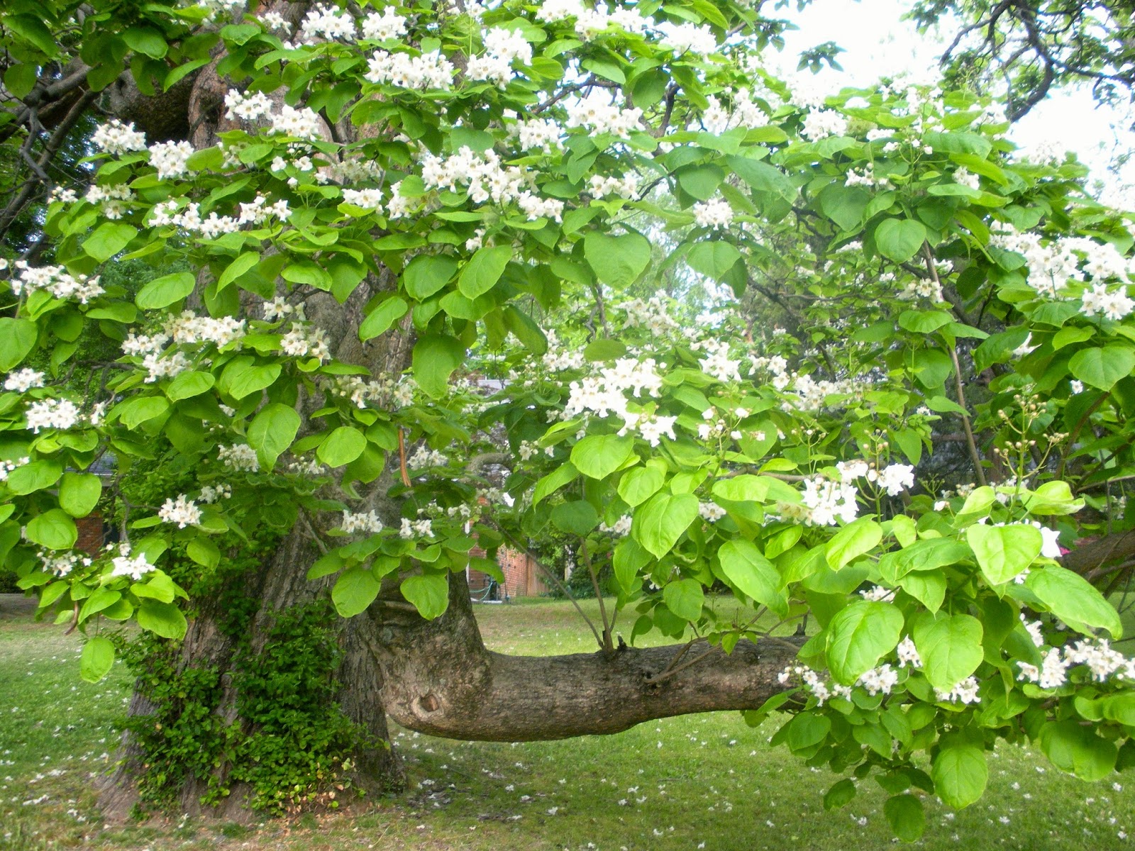 Memphis Trees: Eye catching trees
