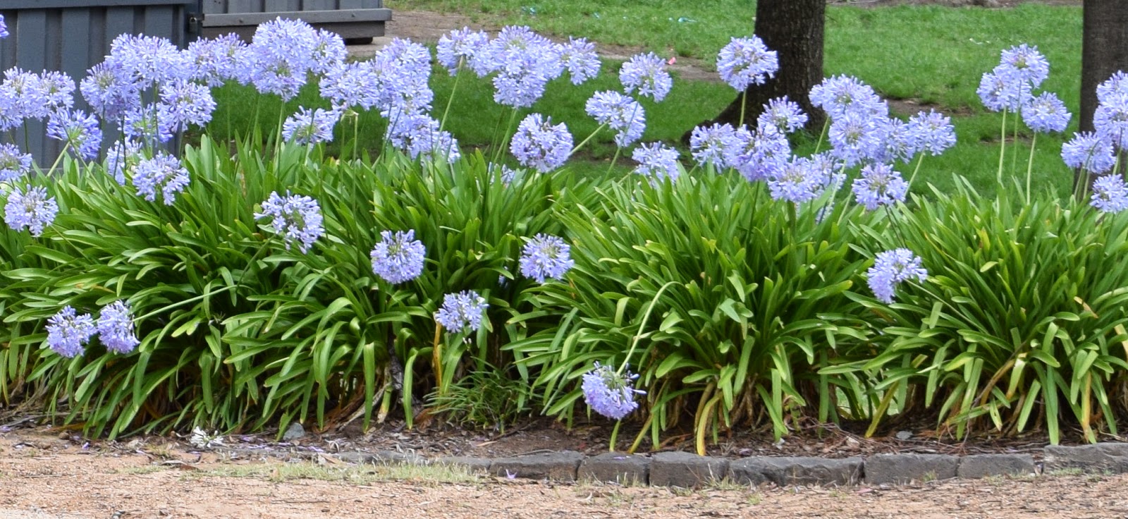 A Darn Good Yard: Agapanthus - Love Them or Hate Them