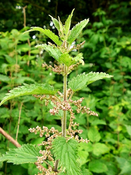Professor P.Brain's blog: Plants We Used to Use 5. The Common Nettle