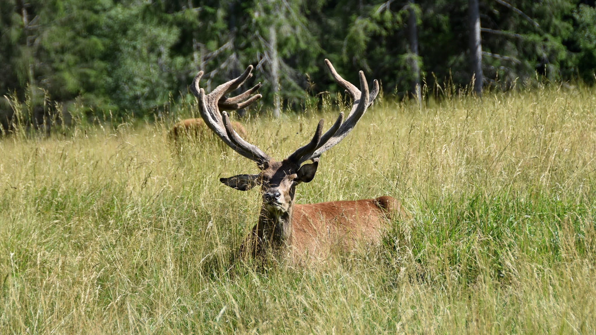 Ponte tibetano Paneveggio e parco dei Cervi