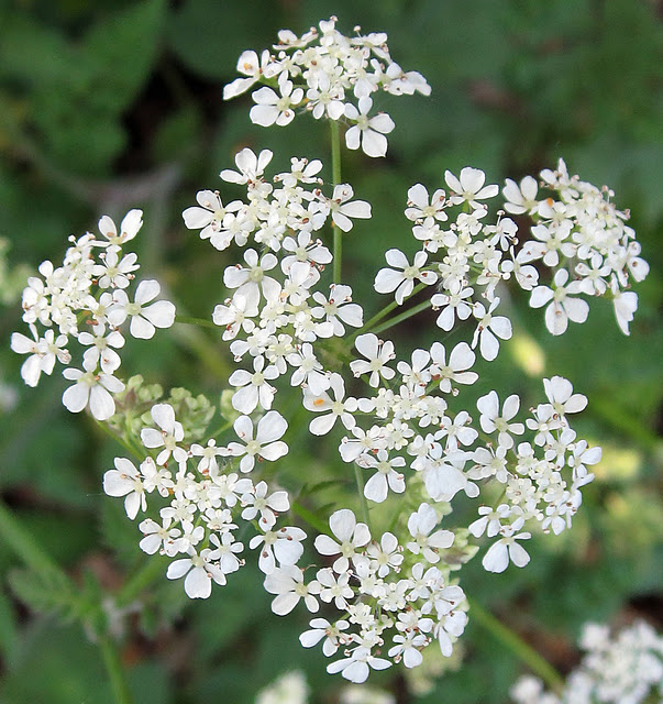 Bushmans Wild Hiking: Cow Parsley / WILD FOOD FOR FREE
