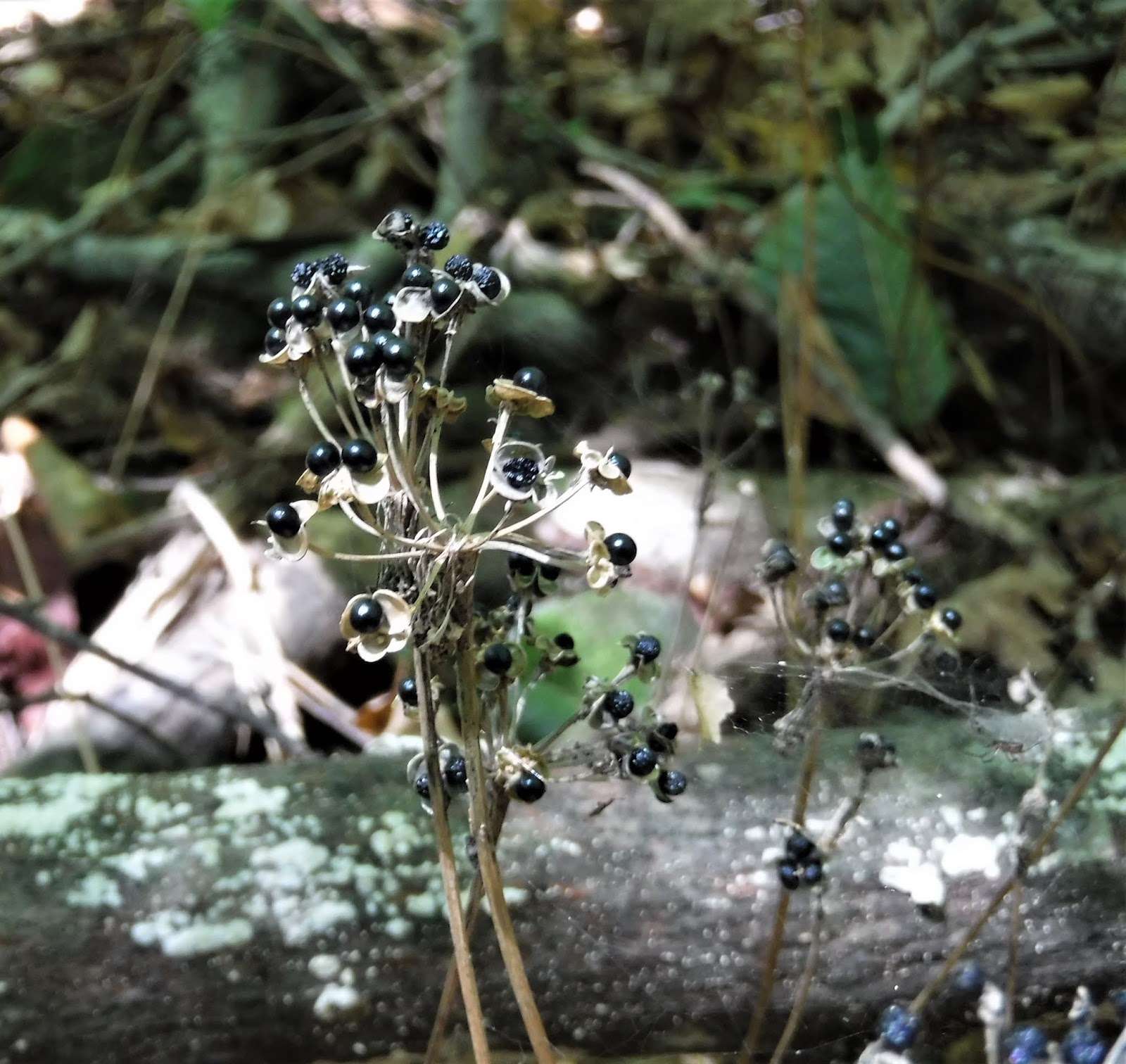 The Botanical Hiker: Ramps, aka Wild Leeks