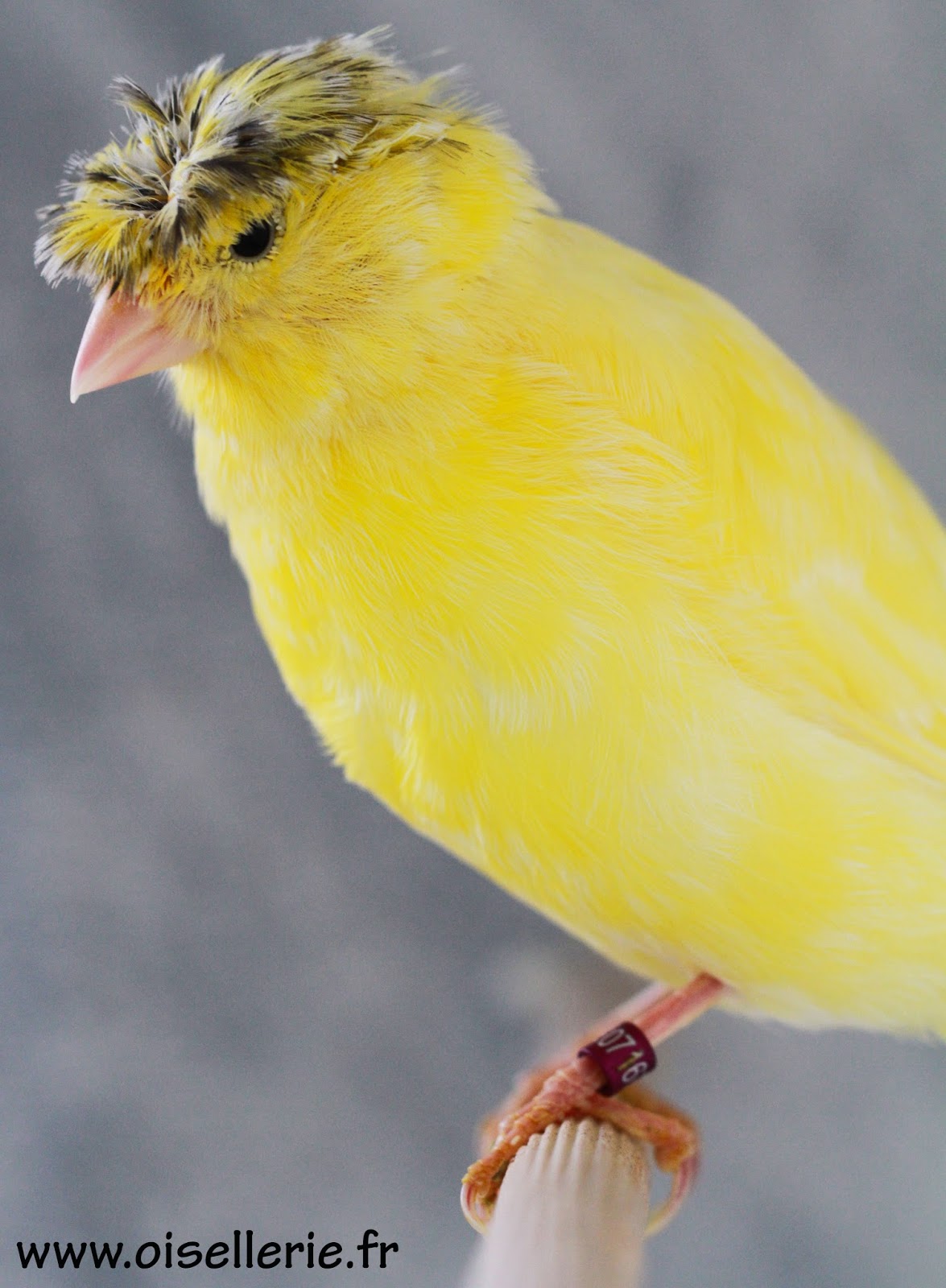 Oisellerie Poids-Plume: août 2015