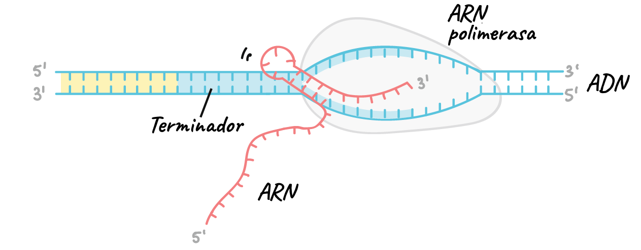 2. Genes y transmisión de ADN