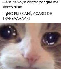 los mejores memes de gatos llorando | nada de relleno - puntomeme