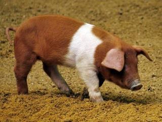 Danish Protest Pig Facts, Weight, Height, Origin, History