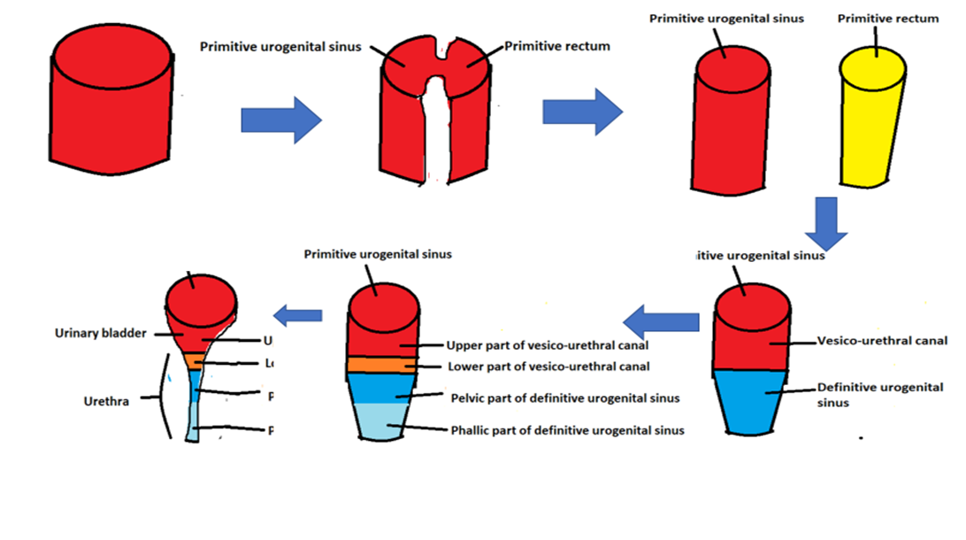 easyhumanatomy: Embryology of cloaca : derivative and easiest summary