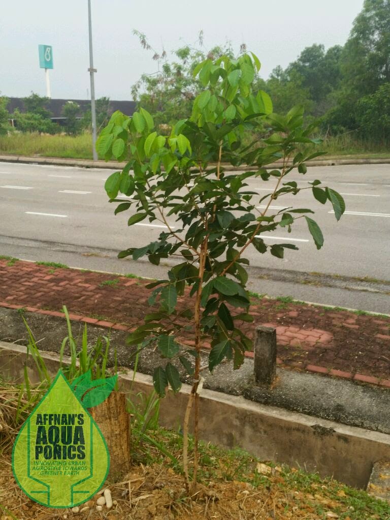 Affnan's Aquaponics: Rambutan Tree