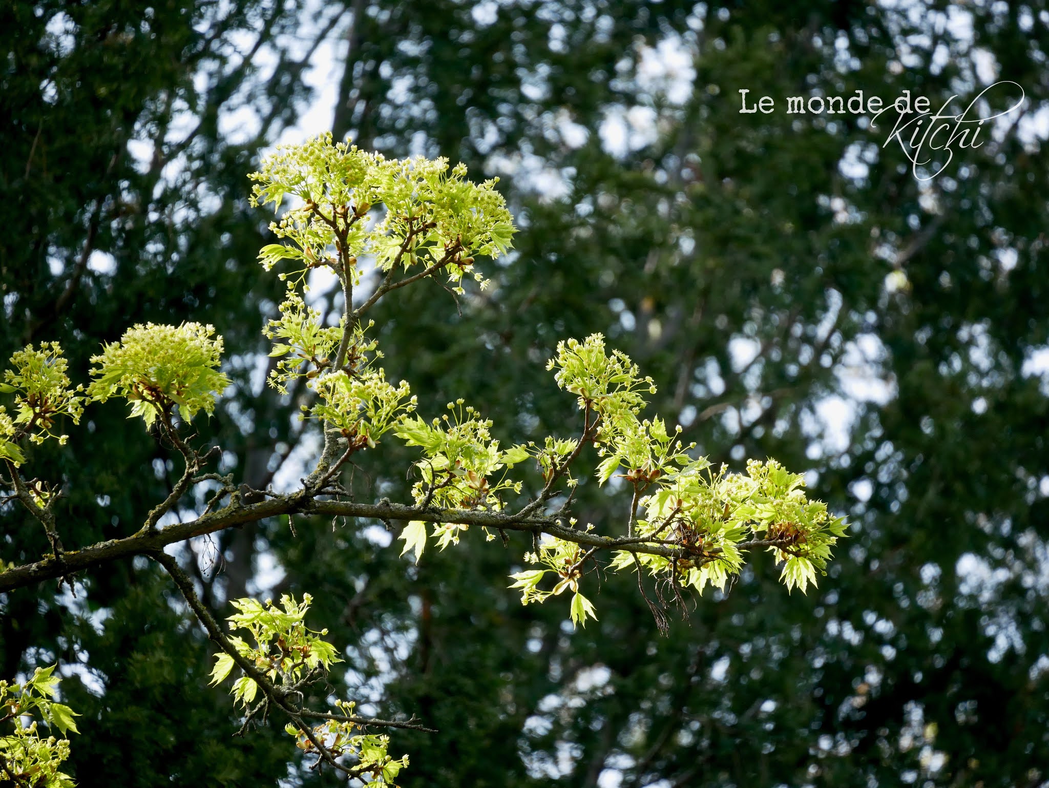 Le monde de Kitchi: Mein Freund, der Baum: Spitzahorn II
