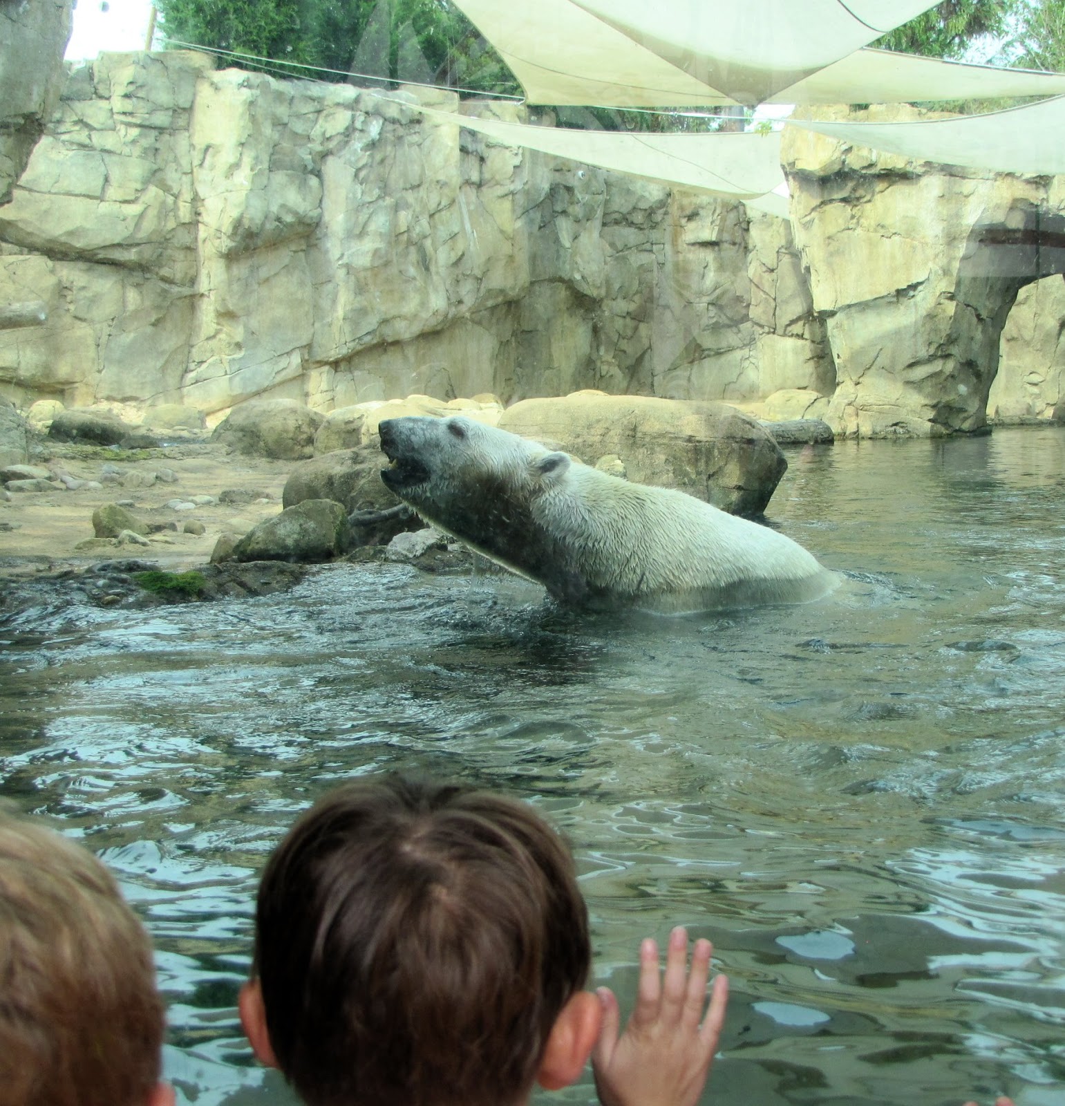 My Polar Bear Friends and Friends of Polar Bears: Payton of the Memphis Zoo