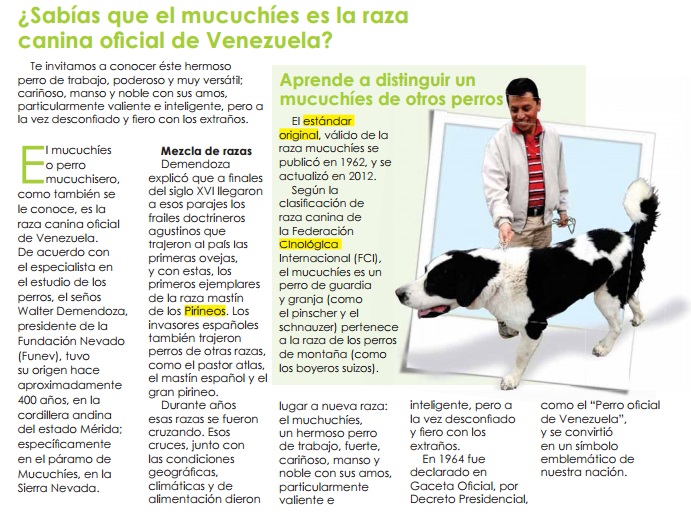 * CLUB CANINO DEL ESTADO ARAGUA *: Perro mucuchíes: Raza canina oficial ...