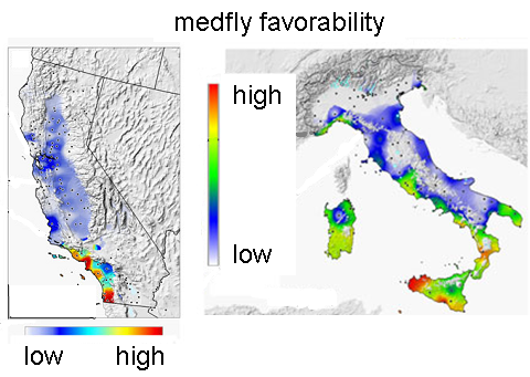 Invasive potential of medfly in California and Italy